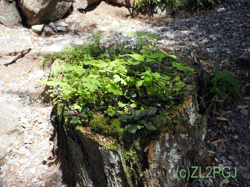 早川町が面白い - 続 JA/ZL2PGJの日々の閑話